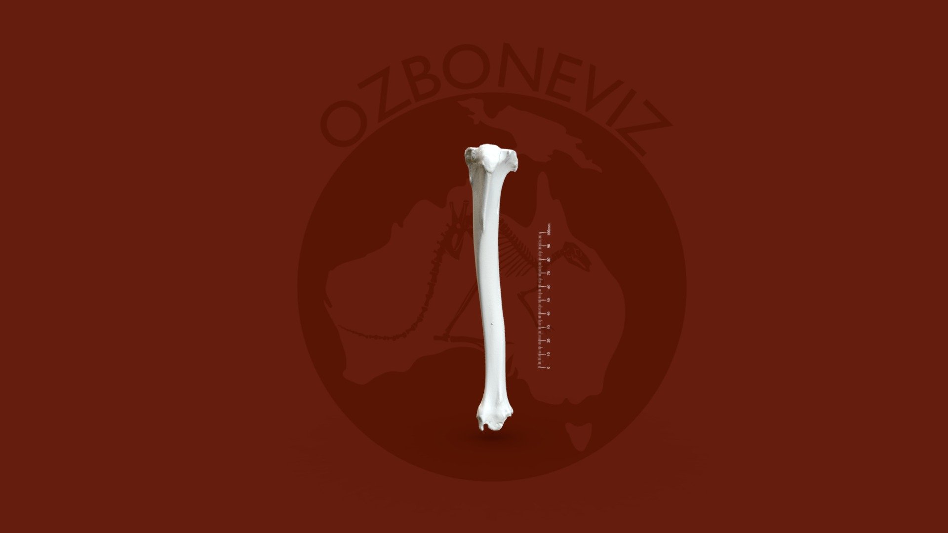 Domestic goat tibia - 3D model by Ozboneviz [d559d80] - Sketchfab