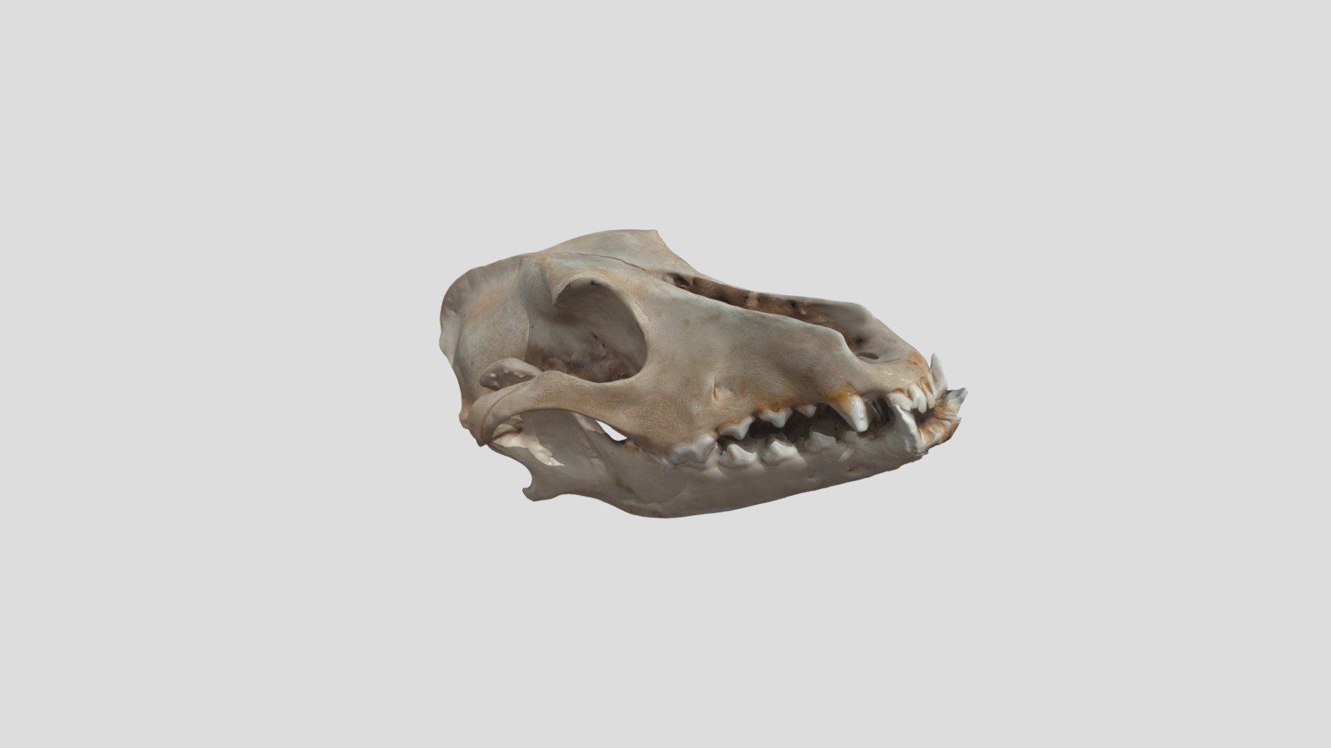 Dog Skull - Download Free 3D model by SusanElaineJones [d55bb38 ...