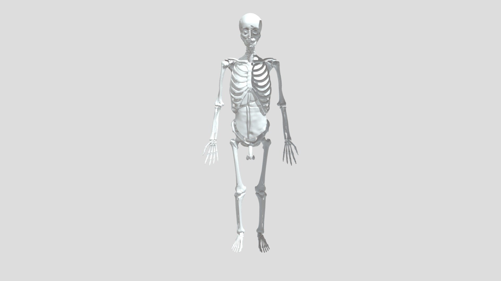 Anatomy Download Free 3d Model By Makaverse D55fe89 Sketchfab