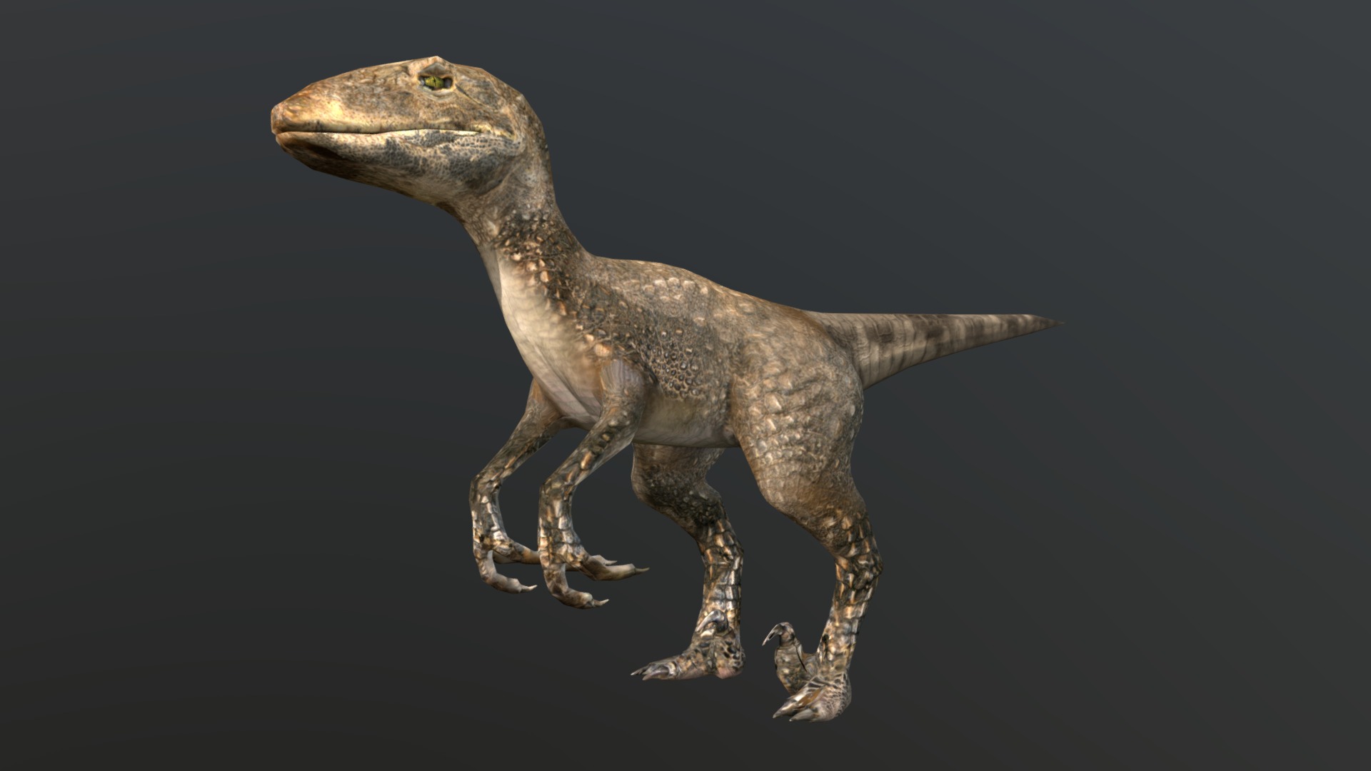 Velociraptor - 3D model by dcbittorf [d564908] - Sketchfab