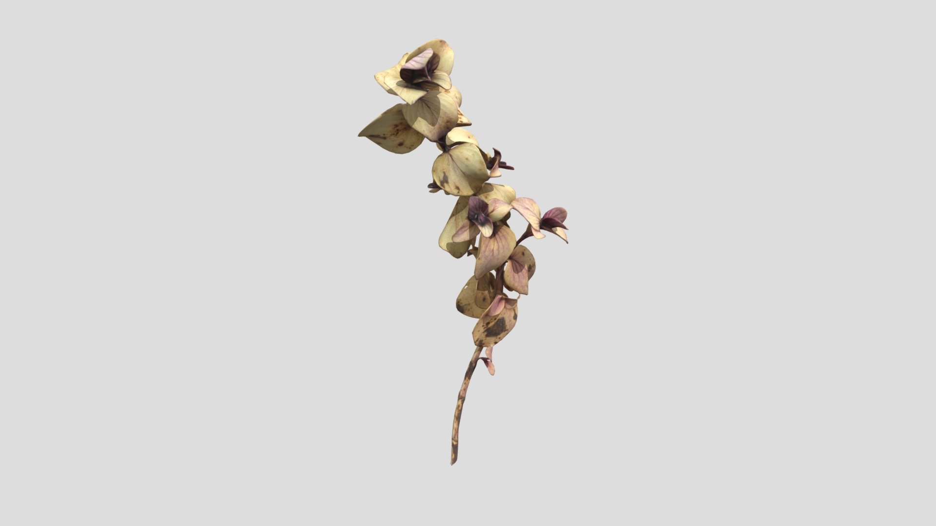 Dry flower - Download Free 3D model by Second Studio (@kayaaku ...