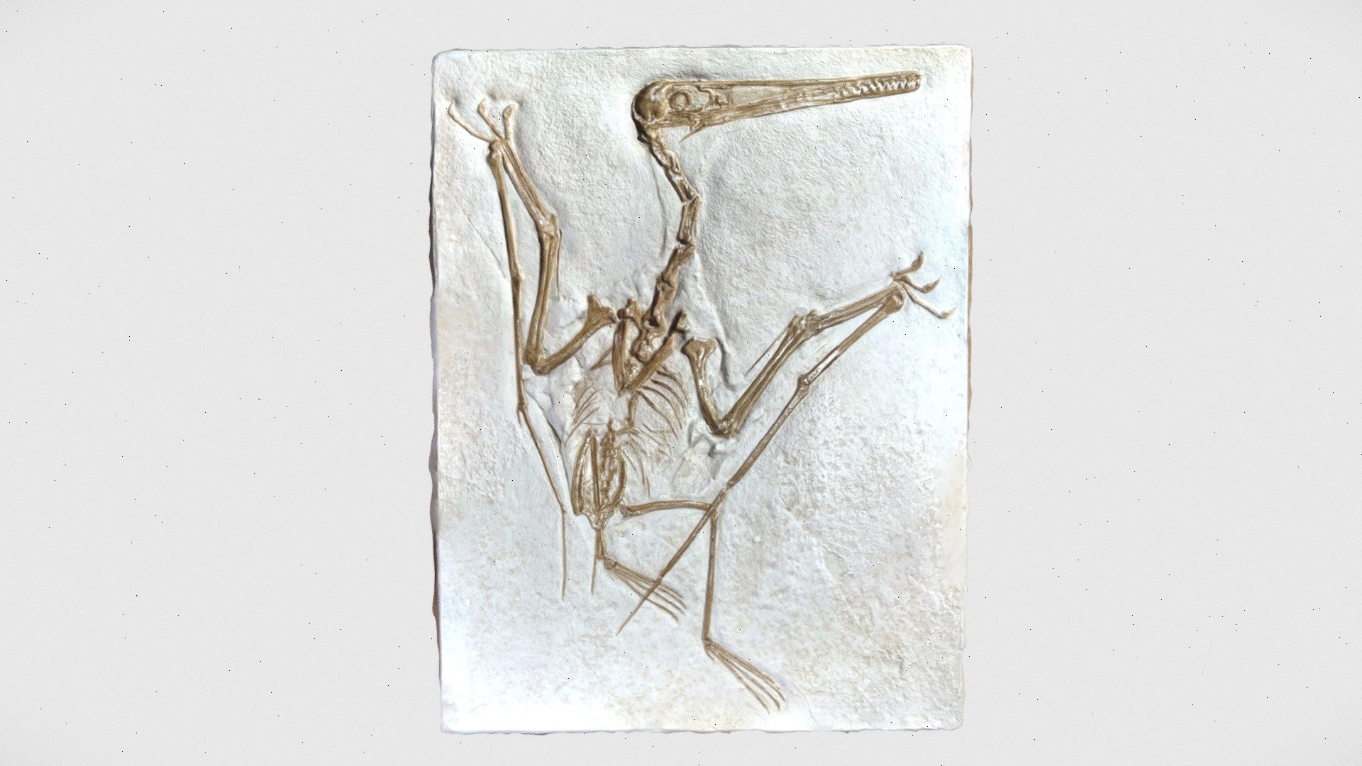 Pterodactylus antiquus (cast) - Download Free 3D model by Geoscience ...