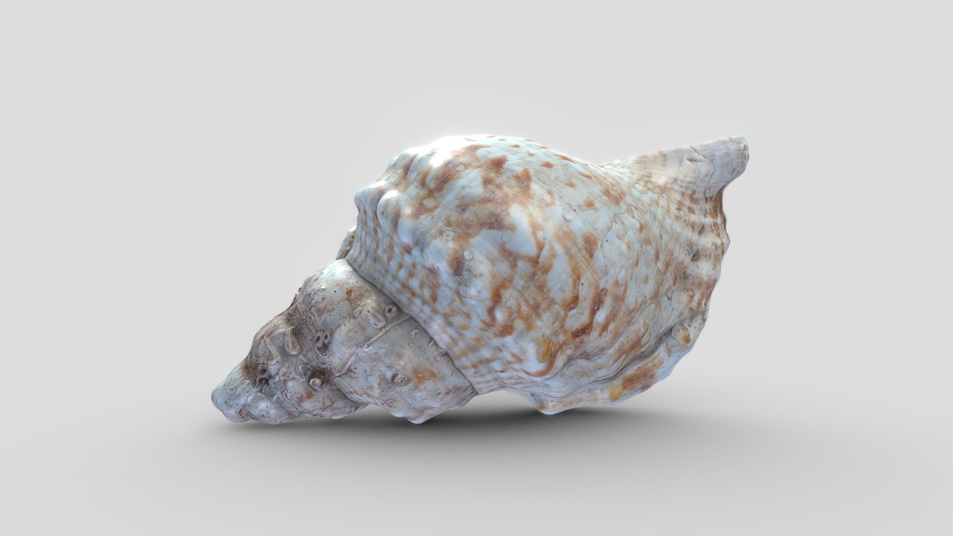 Sea Shell | Low Poly | 8K Texture - Buy Royalty Free 3D model by Deluva ...
