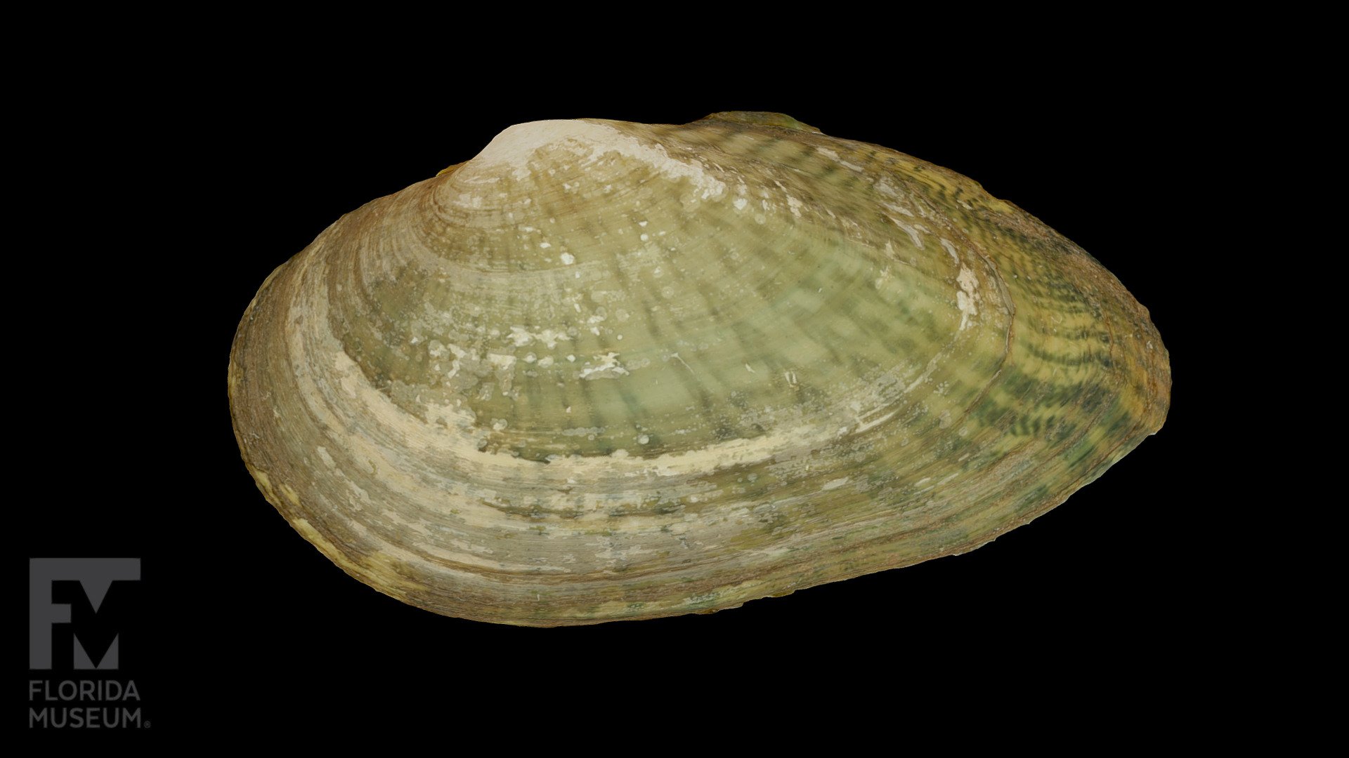 Texas fawnsfoot - Freshwater Mussel - 3D model by FloridaMuseum ...