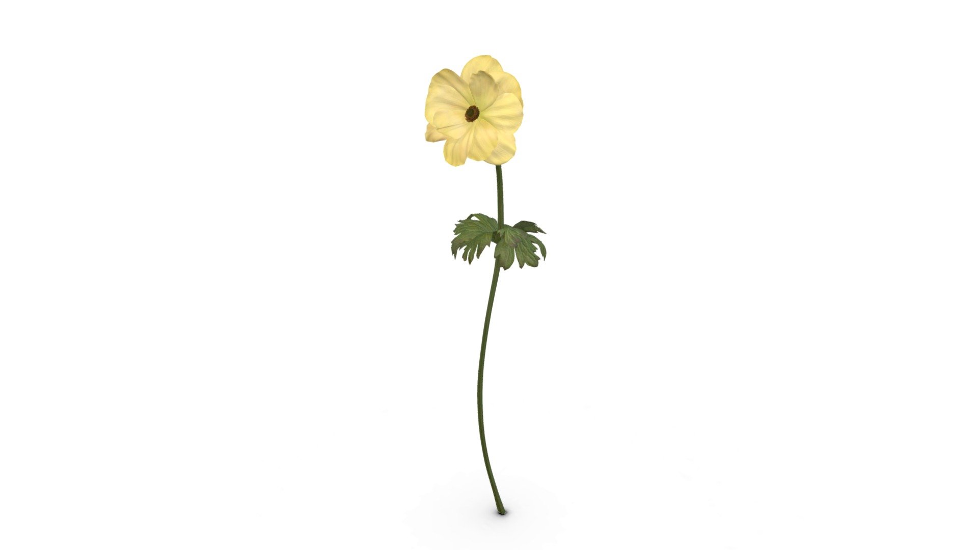 anemone yellow2 - Download Free 3D model by heyyodd [d573d70] - Sketchfab