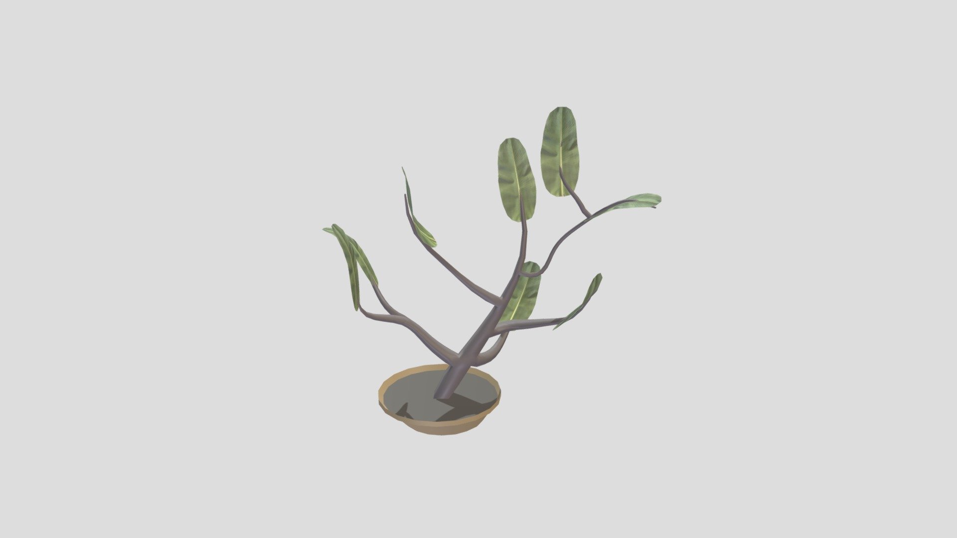 Rui Huang's Plant - Download Free 3D model by RuiHuang [d57a96f ...