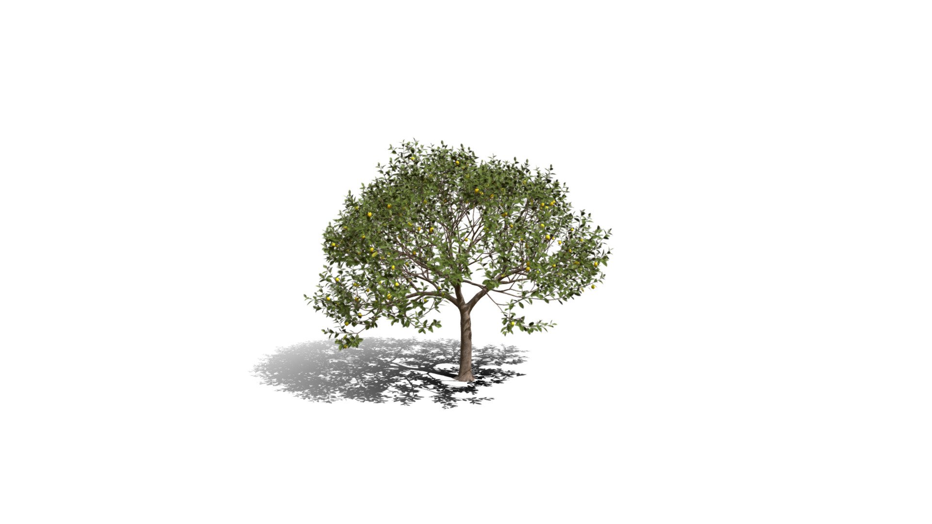 Realistic HD Lemon tree (5/30) - Download Free 3D model by PlantCatalog ...