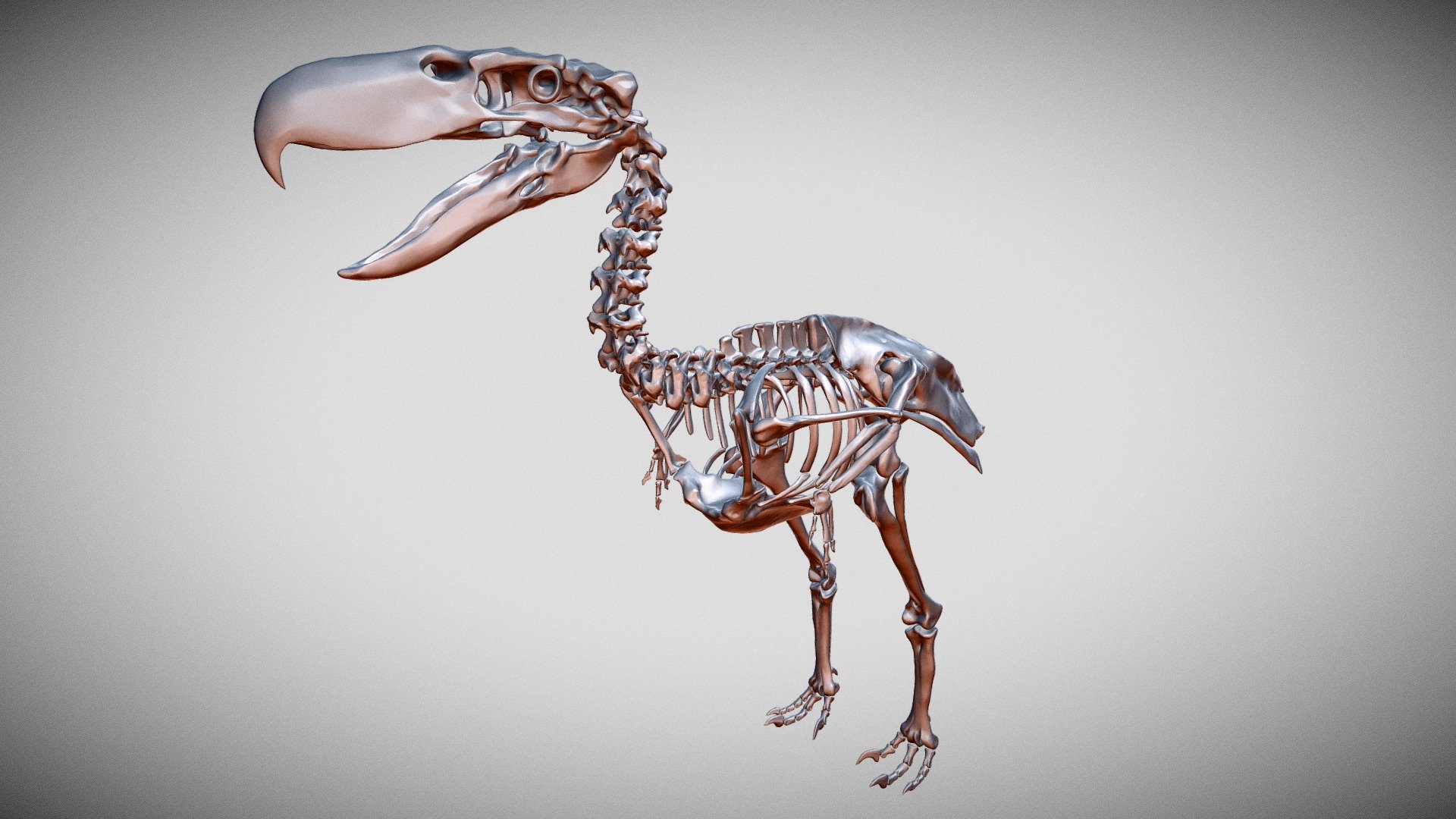 Kelenken guillermoi | terror bird skeleton - 3D model by ARAY studio (@xto15) [d58d4e2] - Sketchfab