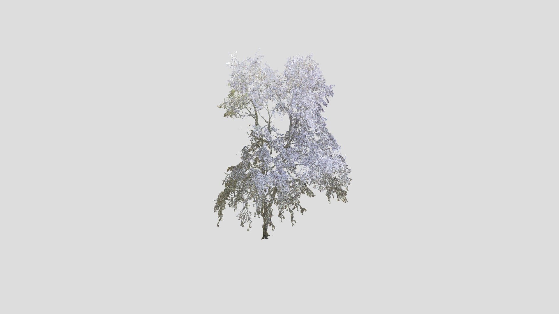 Tree Point Cloud - Buy Royalty Free 3D model by magnum_opus (@tree ...