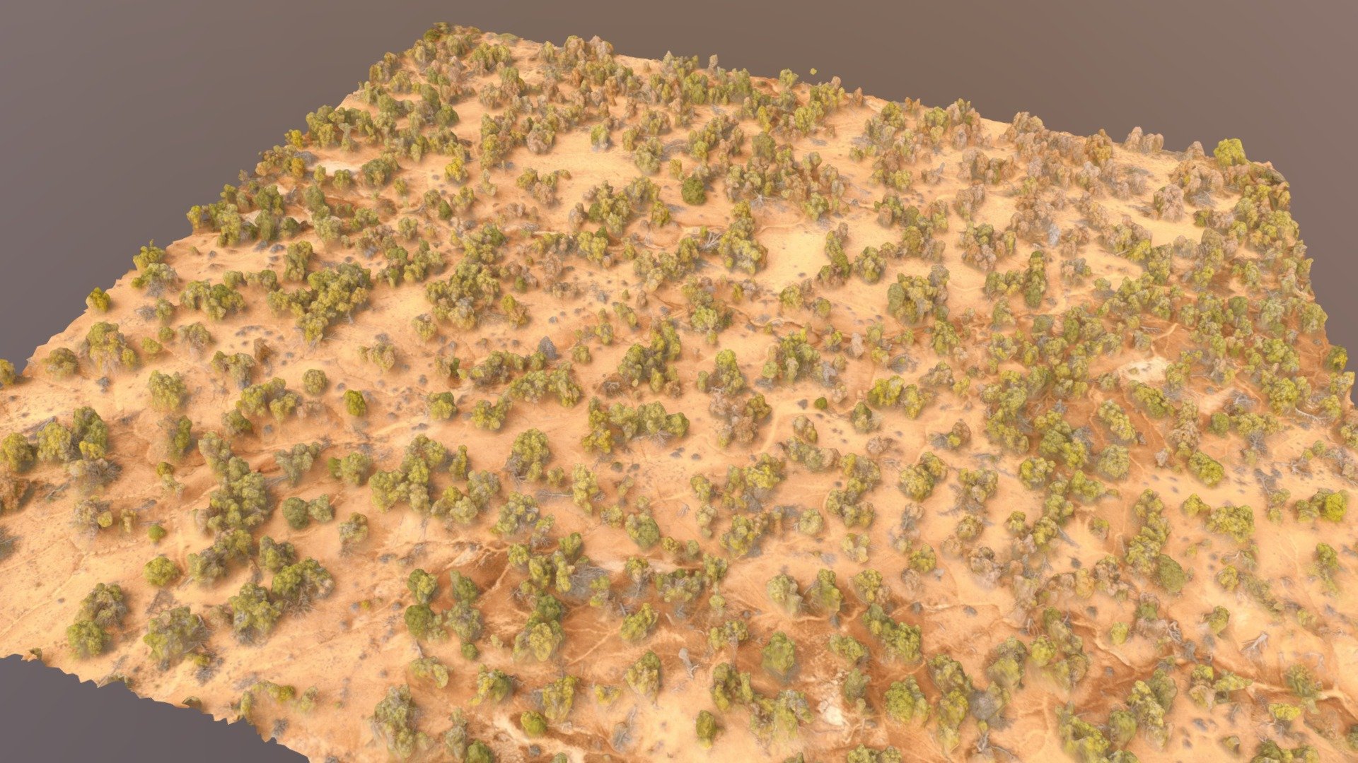 Cedar Mesa Tree Survey 3.2 - 3D model by mark.noirot [d592f6f] - Sketchfab