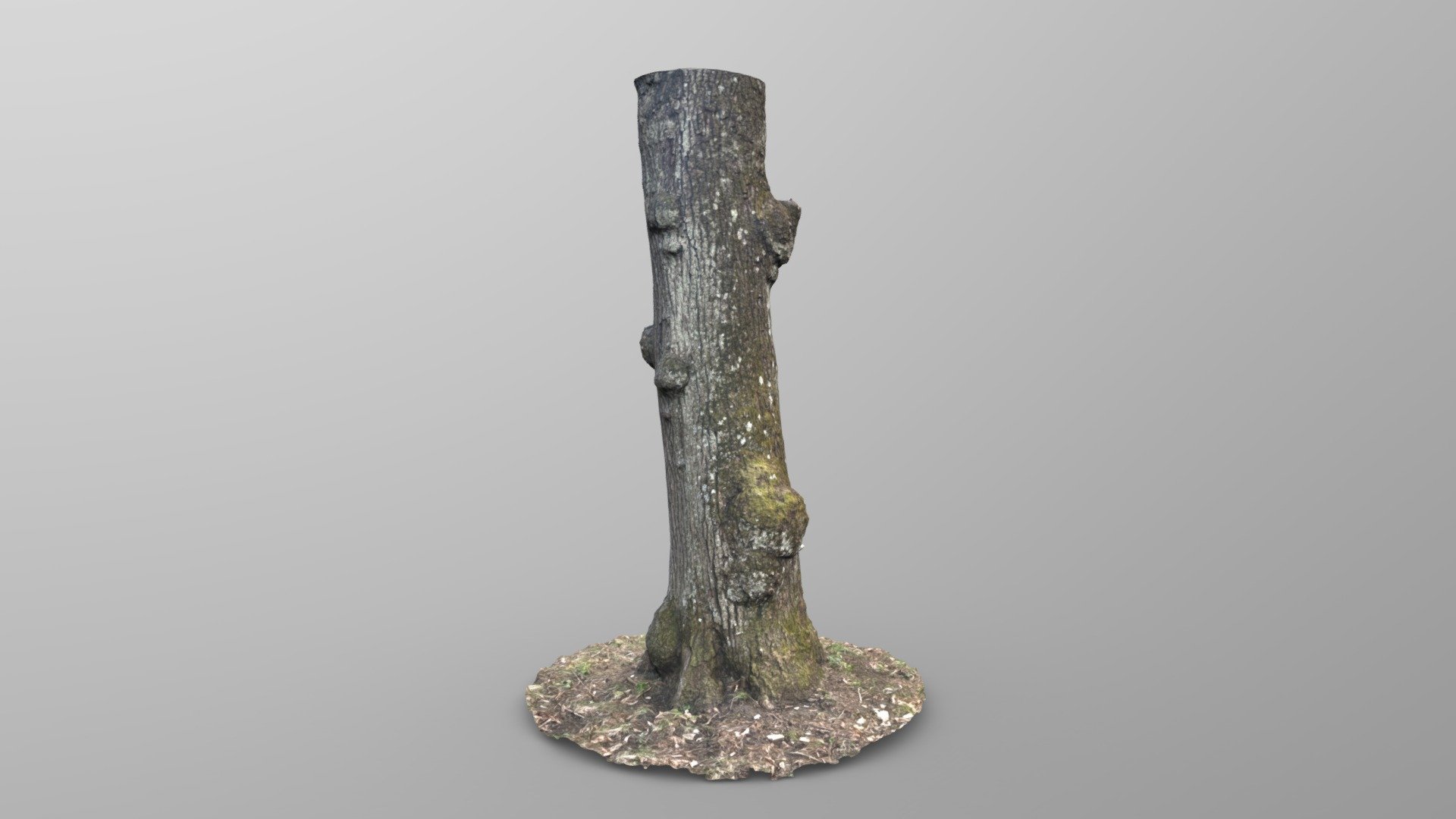 Tree Stump - 3D model by mario.krajcir [d59a70b] - Sketchfab