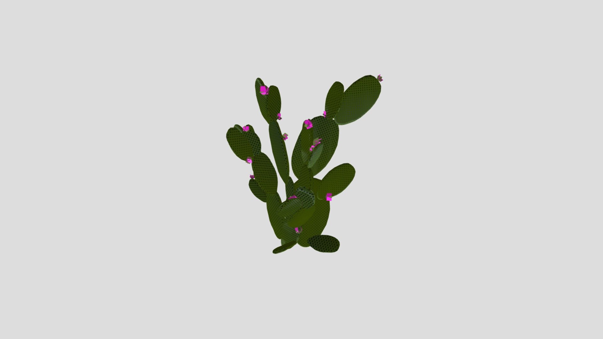 Flat cactus - Download Free 3D model by doug_h [d59eedc] - Sketchfab