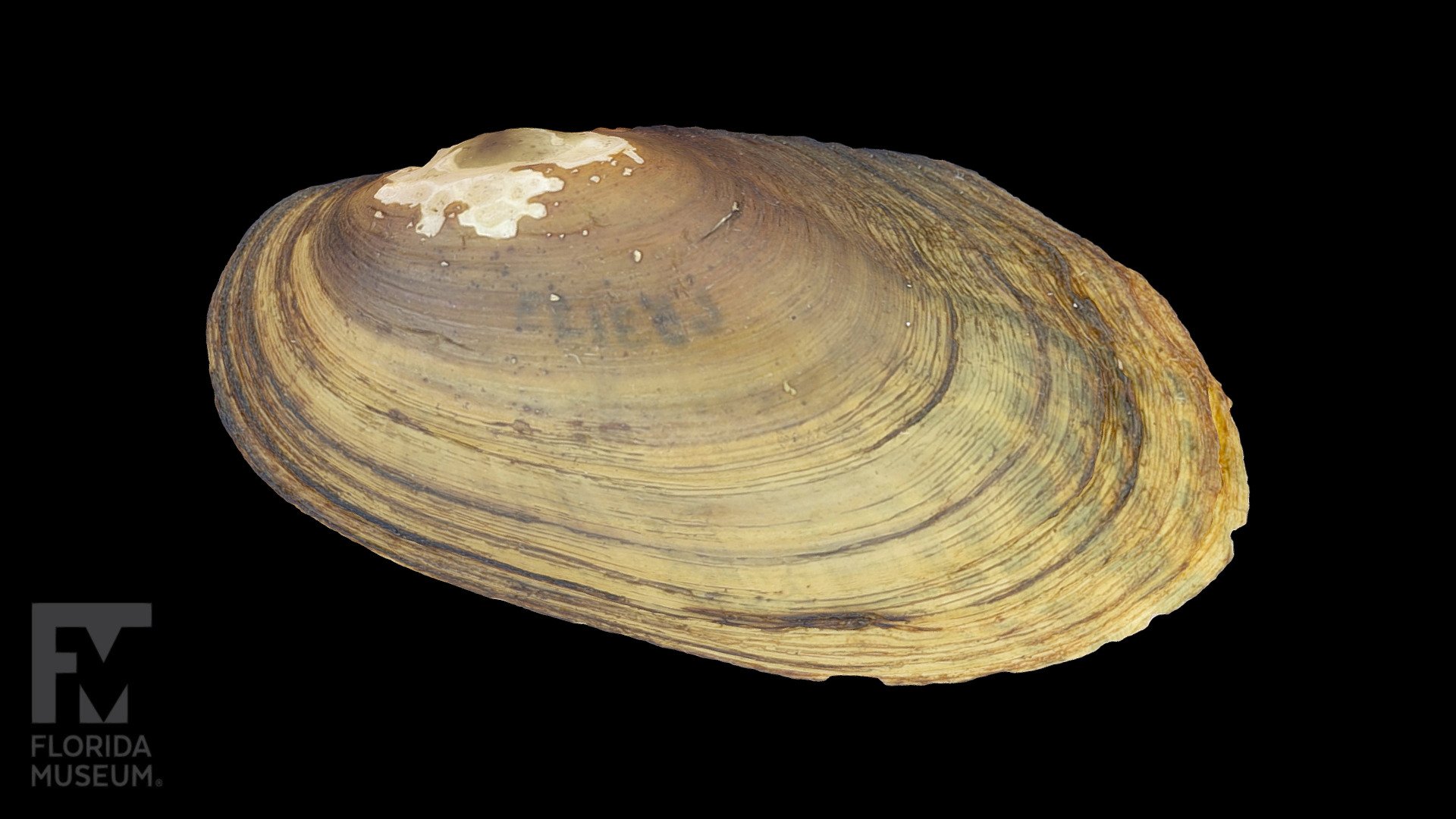 Eastern creekshell - Freshwater Mussel - 3D model by FloridaMuseum ...
