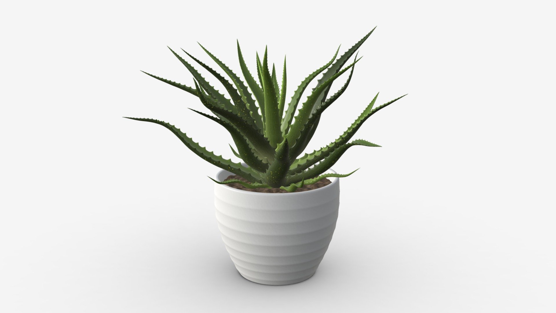 Succulent in pot 02 - Buy Royalty Free 3D model by HQ3DMOD ...