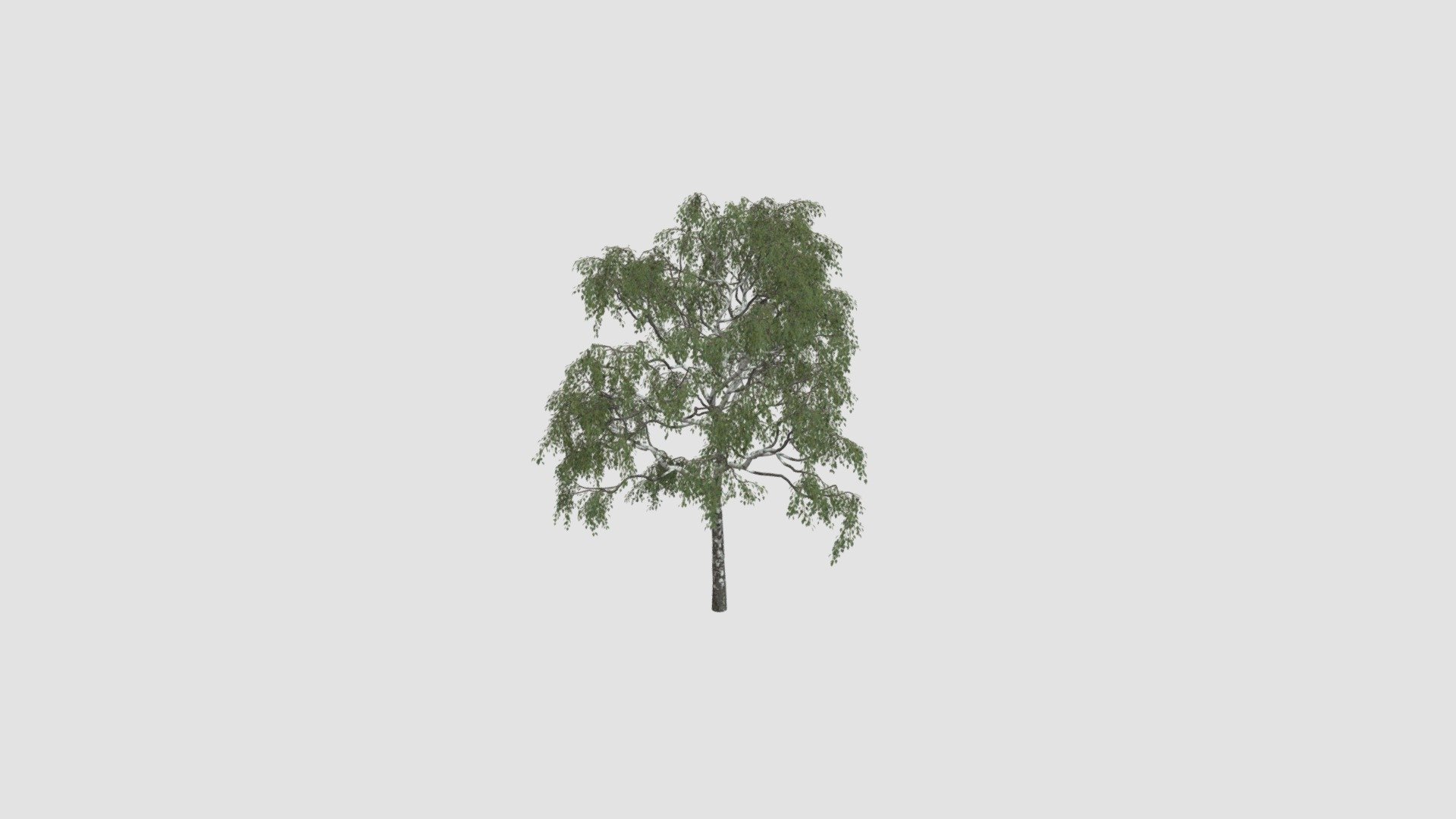 Tree - Buy Royalty Free 3D model by Evermotion [d5a7778] - Sketchfab Store
