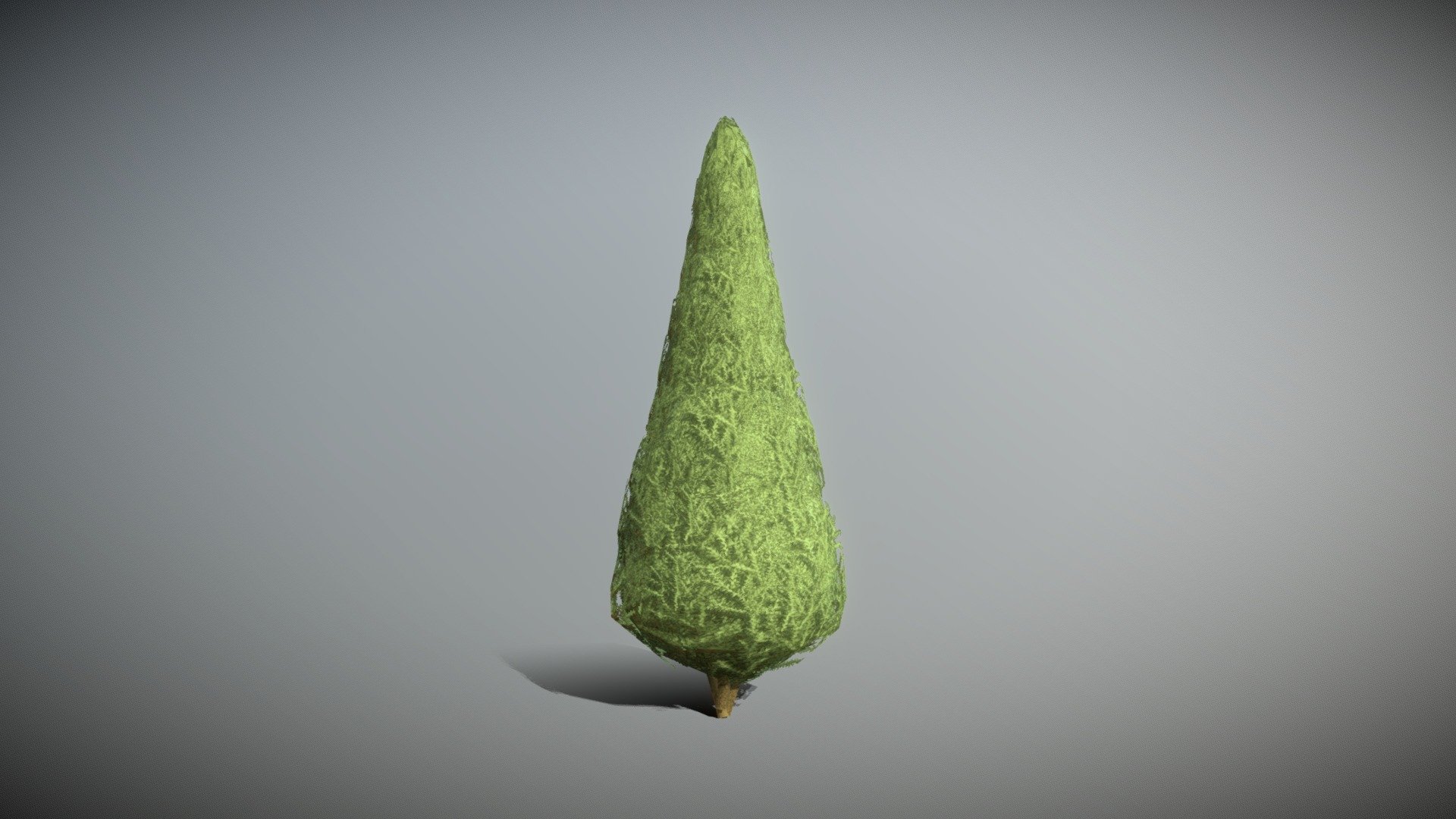 Boxwood Tree Version 5 - Buy Royalty Free 3D model by VIS-All-3D (@VIS ...