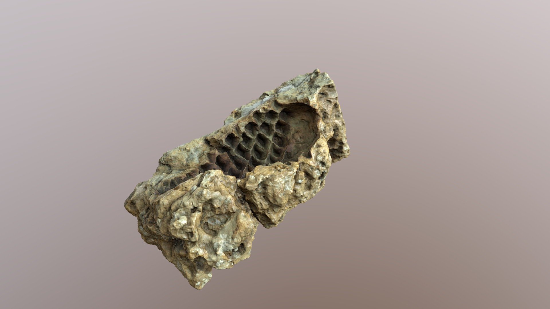 Fossil pine cone impression - 3D model by Nom (@nomthewise) [d5bb005 ...