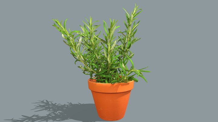 Rosemary 3D models - Sketchfab