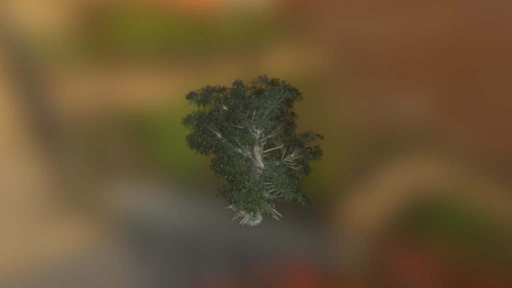 Hero Tree - 3D model by Cheza [d5c6c11] - Sketchfab