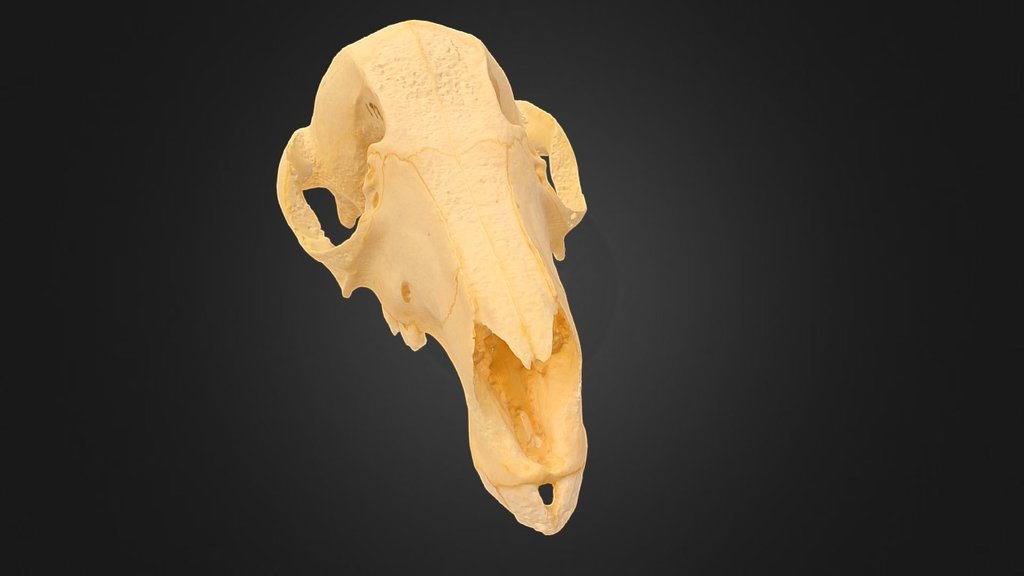 Juvenile Red Kangaroo Skull - 3D model by Adddy [d5c78f6] - Sketchfab