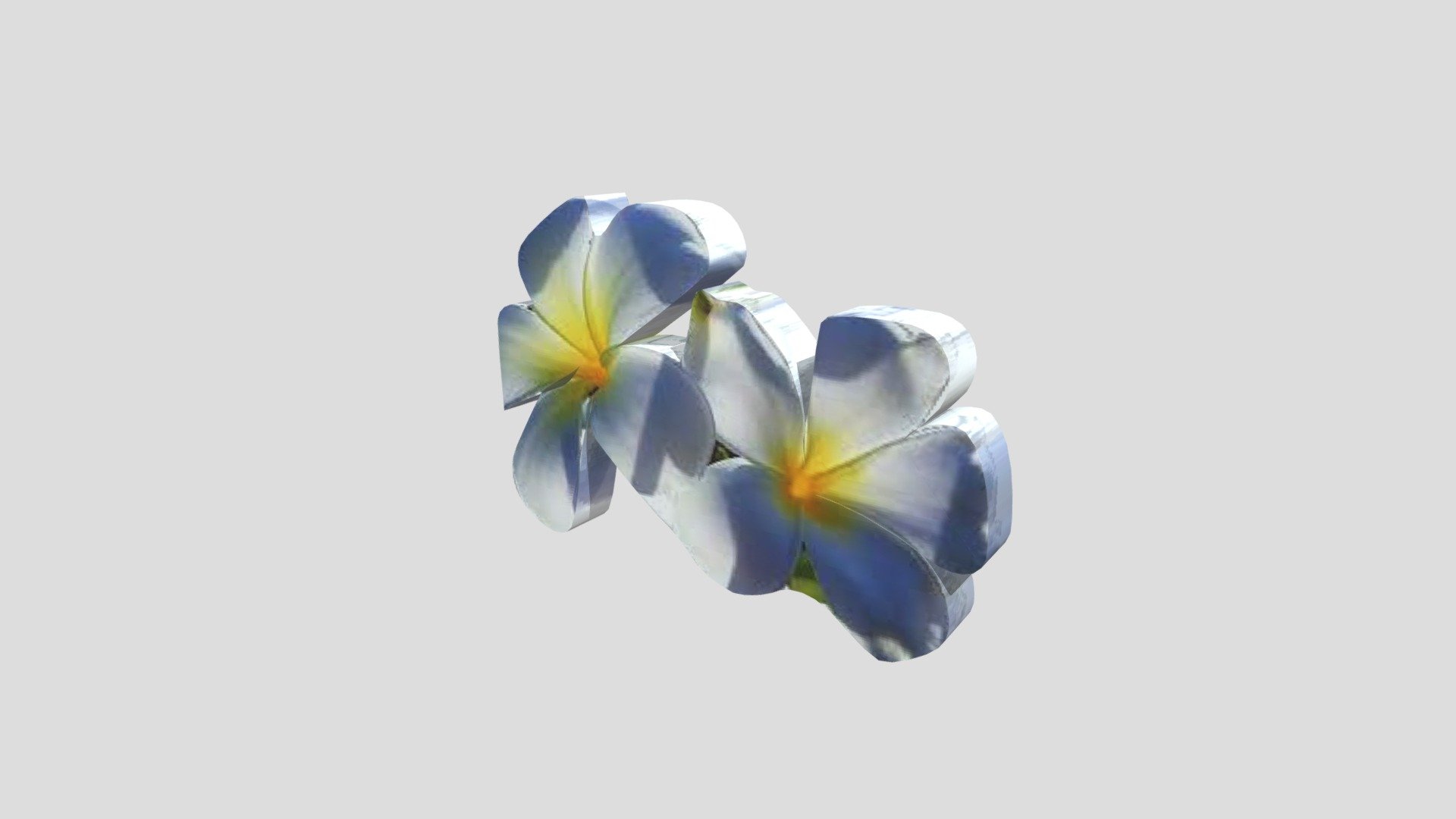 BUNGA KAMBOJA - Download Free 3D model by angeloctaviaaa [d5c8c22 ...