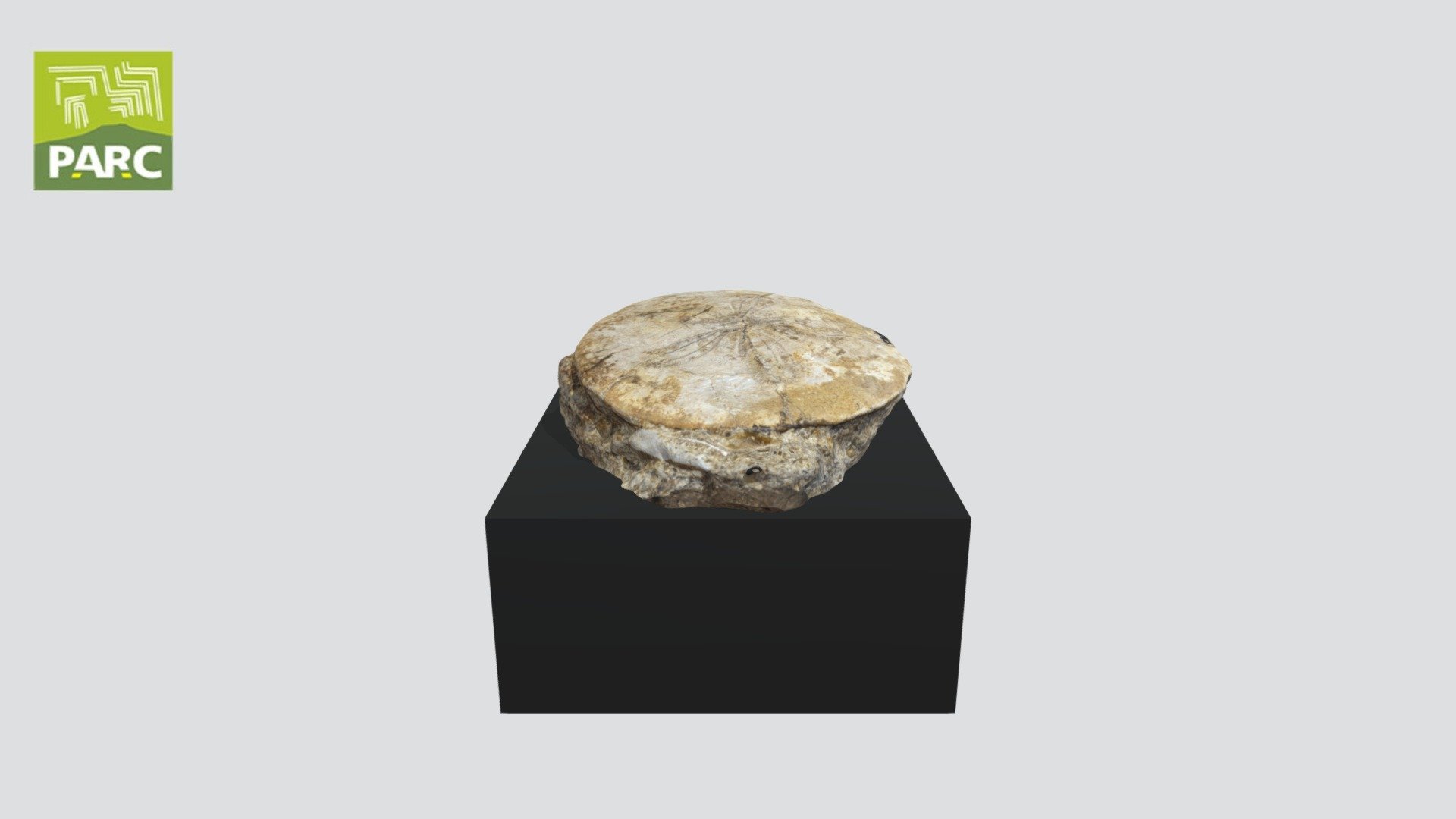 Scutella fossile di Genoni - 3D model by PARC Museum (@parcgenoni ...
