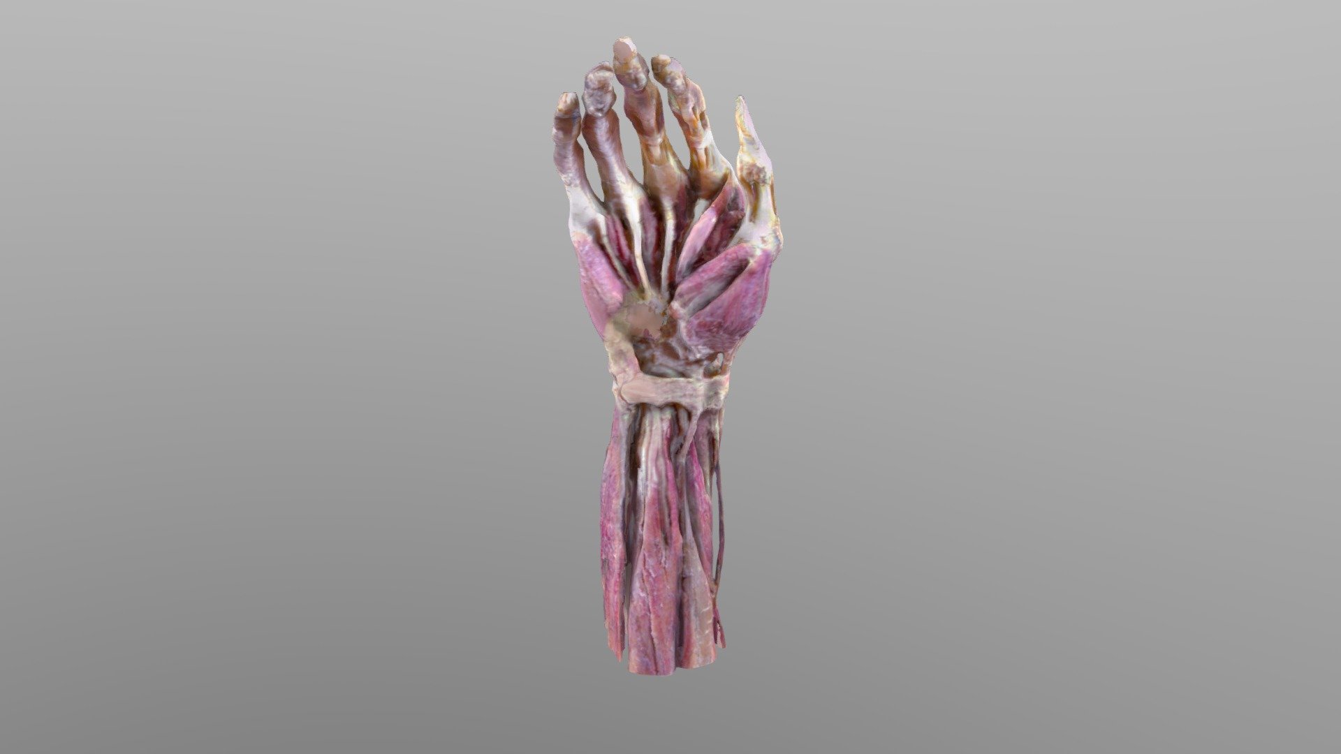 Músculos de la Mano - 3D model by corporisfab [d5ca2c7] - Sketchfab