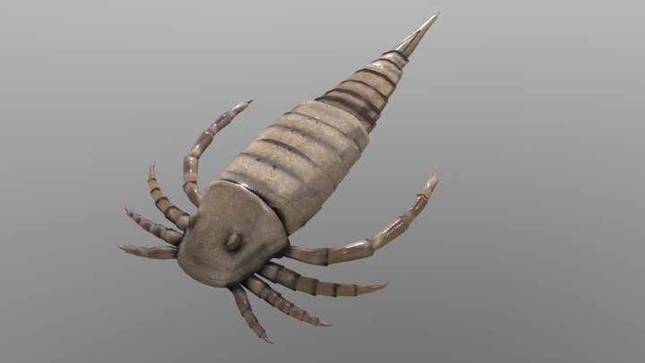 Eurypterid 3D models - Sketchfab