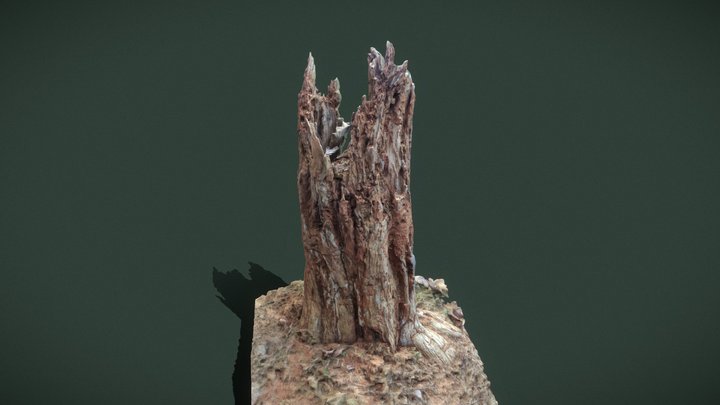 Pohon 3D models - Sketchfab