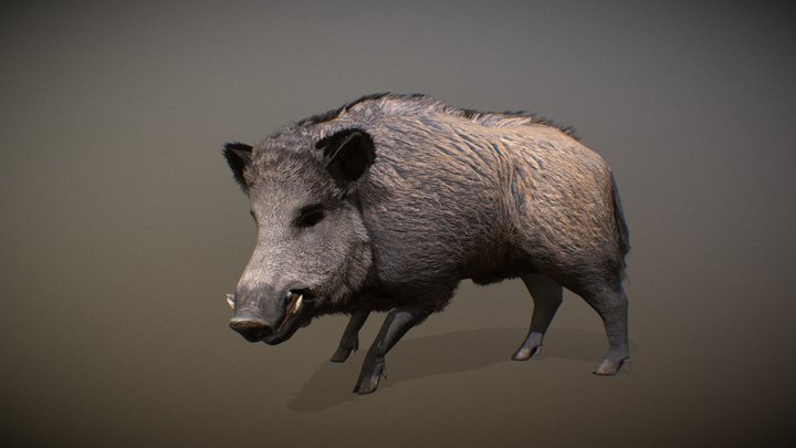 Wild-boar 3D models - Sketchfab