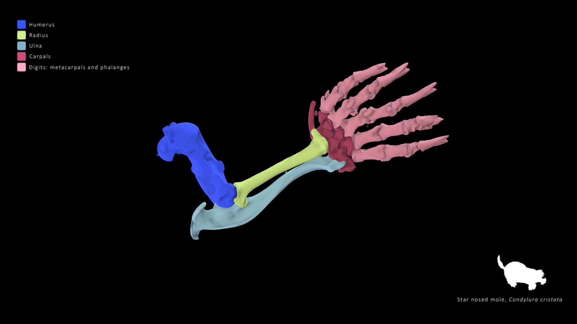 Star nosed mole forelimb (YPM Mam 014548) - 3D model by Blackburn Lab ...