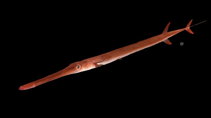 Cornetfish 3D models - Sketchfab