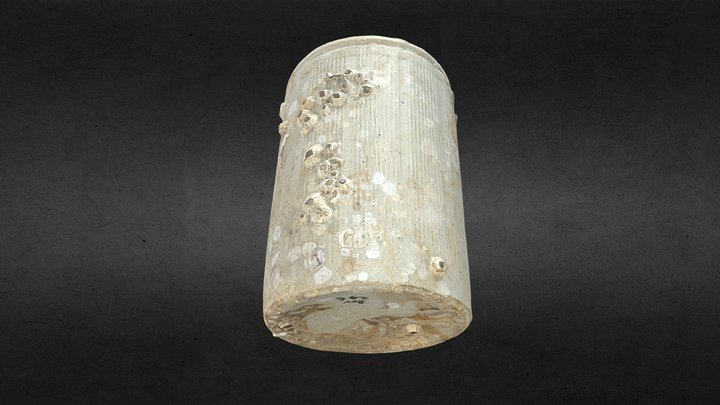 Barnacle 3D models - Sketchfab