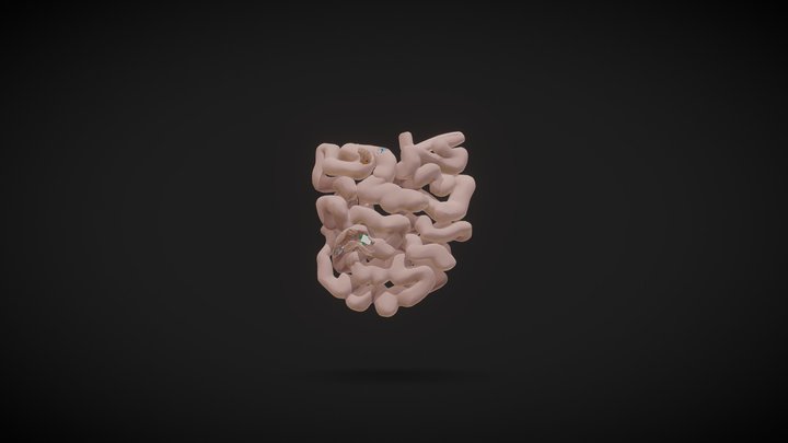 Bowel 3D models - Sketchfab