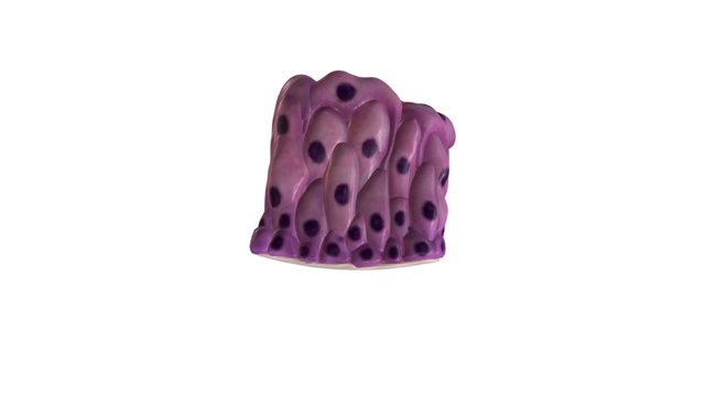 Epithelium 3D models - Sketchfab