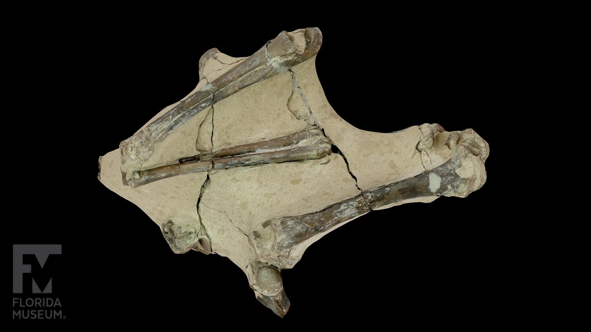 Fossil Camel Skeleton (UF UF 545292) - 3D model by FloridaMuseum ...