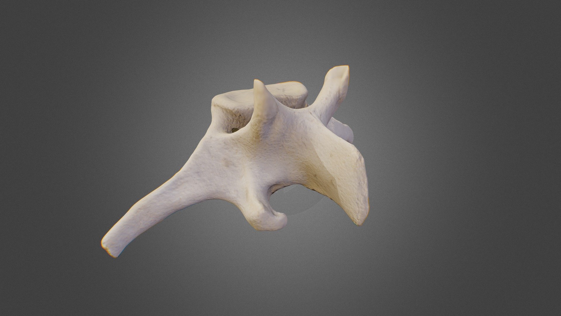 Sheep Vertebrae - 3D model by Patrick Wilson (@wilsonp195) [d60404c ...