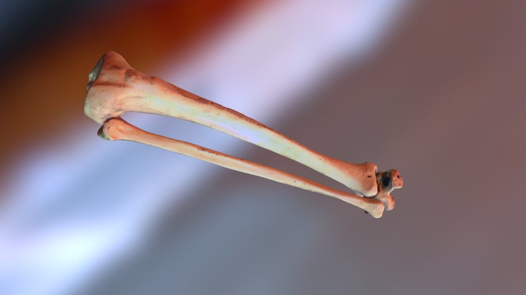 Tibia, fibula and talus bones - 3D model by threeding.com [d60968d ...