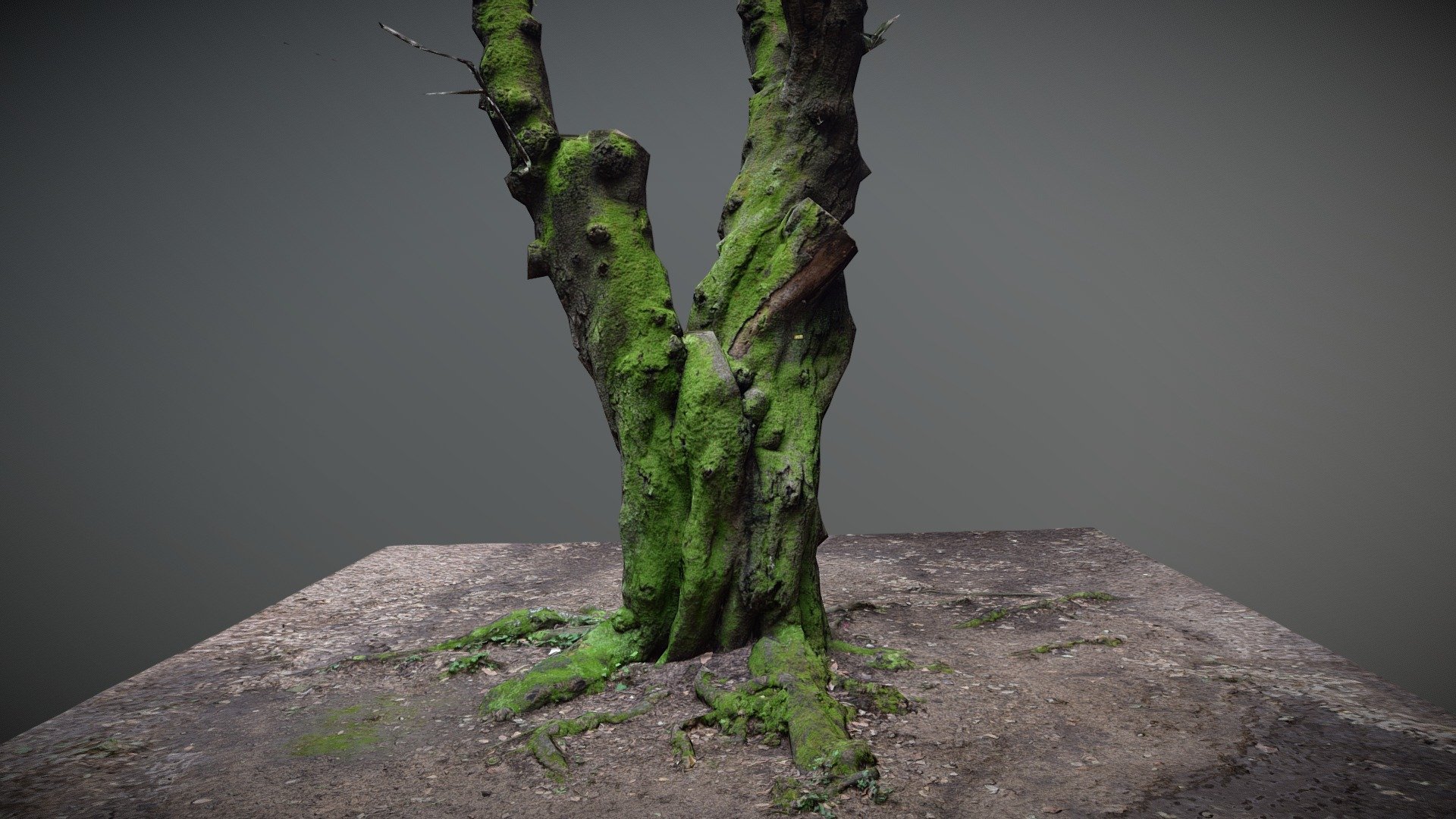 Moss tree low poly photogrammetry scan - Buy Royalty Free 3D model by ...