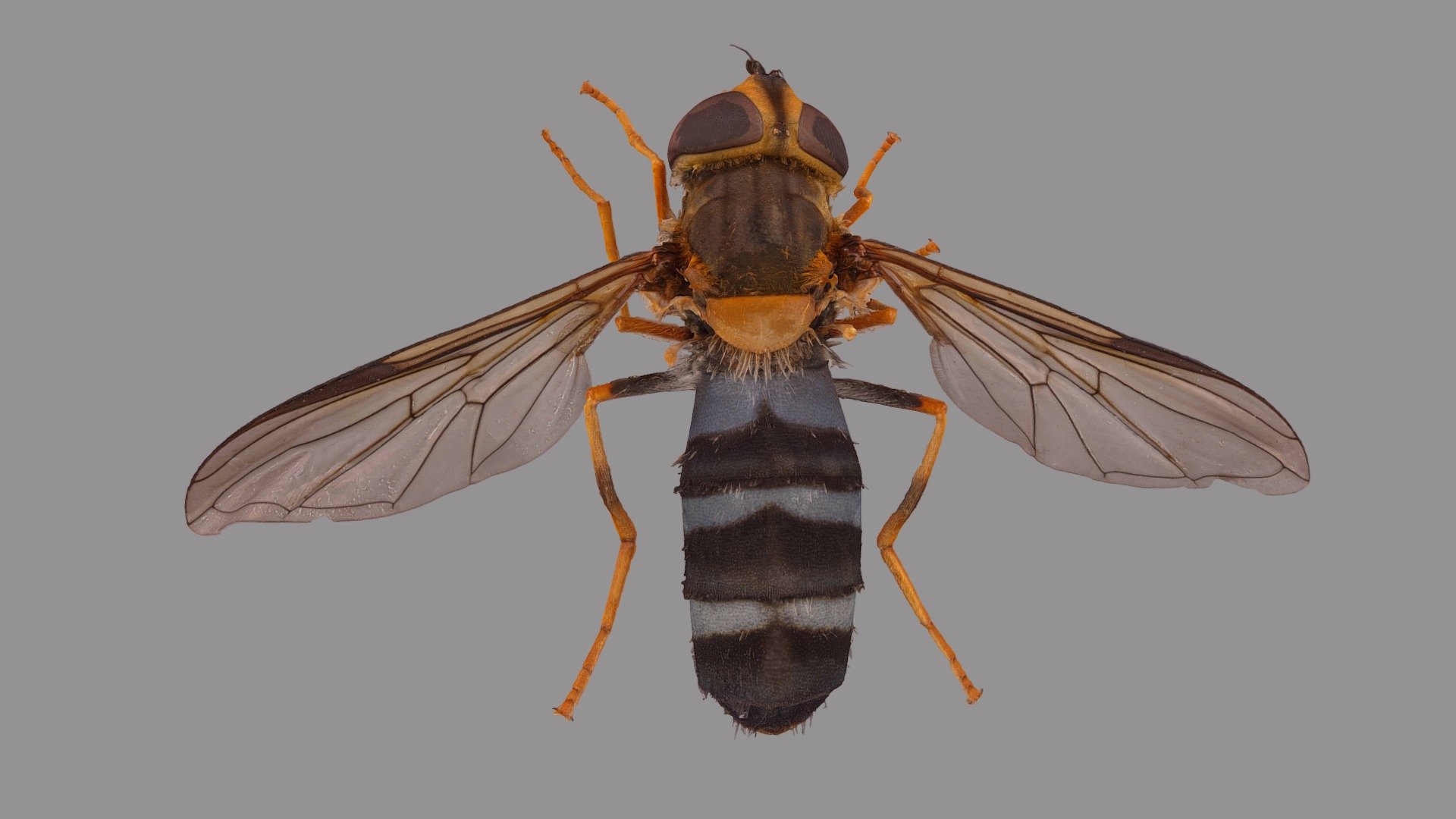 Leucozona glaucia - 3D model by VirNat [d60ba98] - Sketchfab