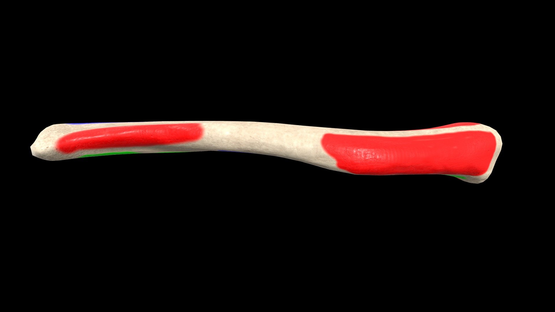 Clavicle bone with landmarks - Buy Royalty Free 3D model by Anatomy by ...