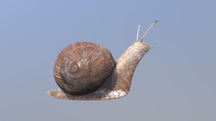 Caracol 3D models - Sketchfab