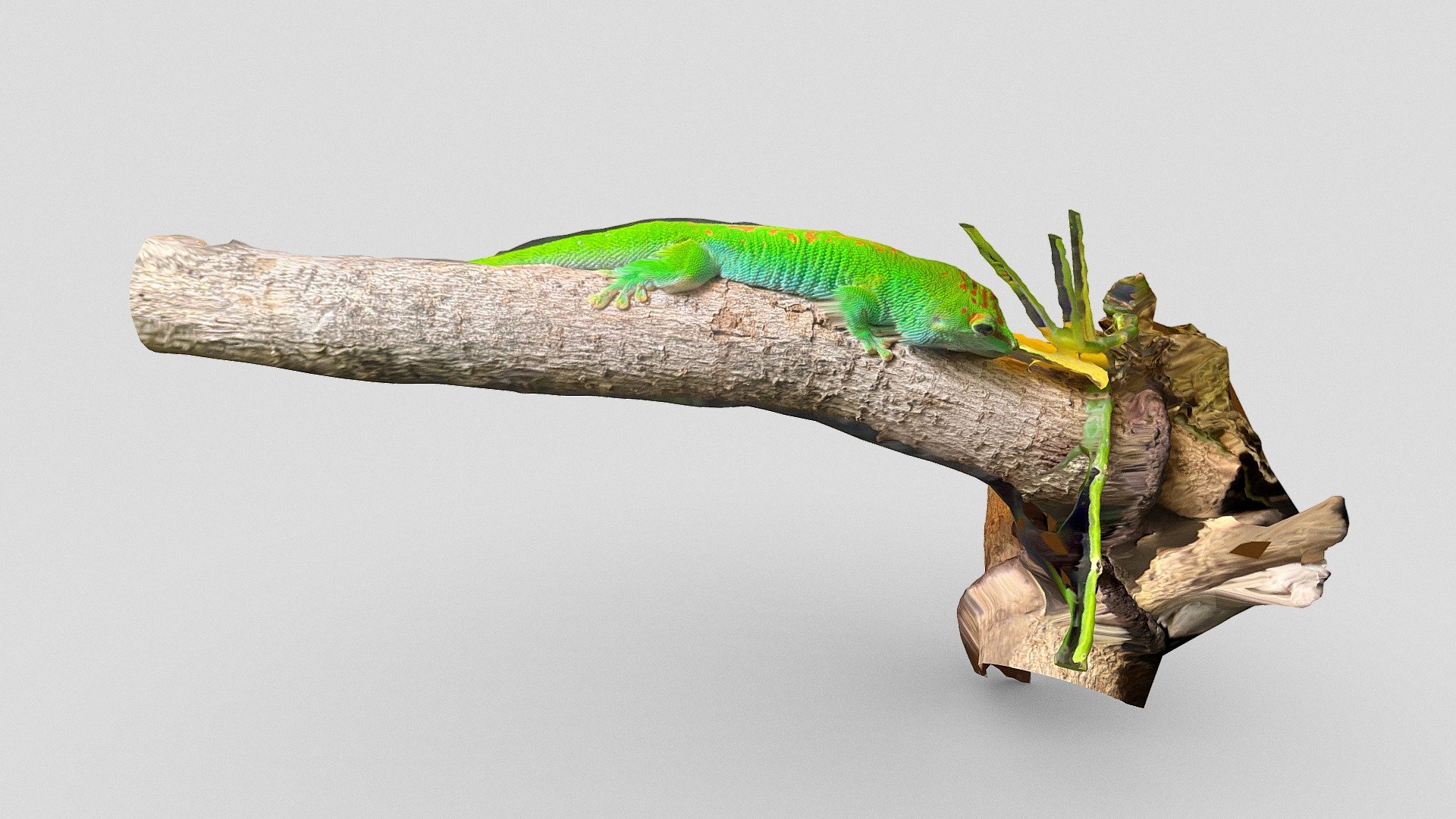 Gecko eating a mango - Download Free 3D model by Emm (@edemaistre ...