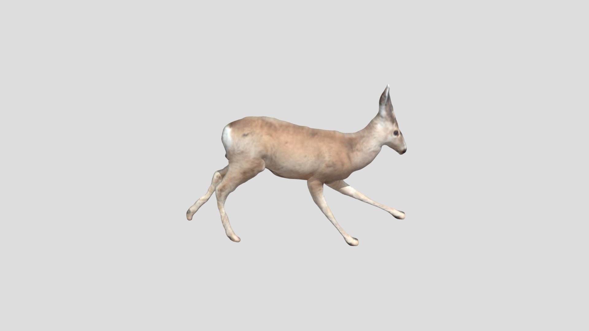 Deer female - 3D model by itsjustmelon123459 [d613ea8] - Sketchfab