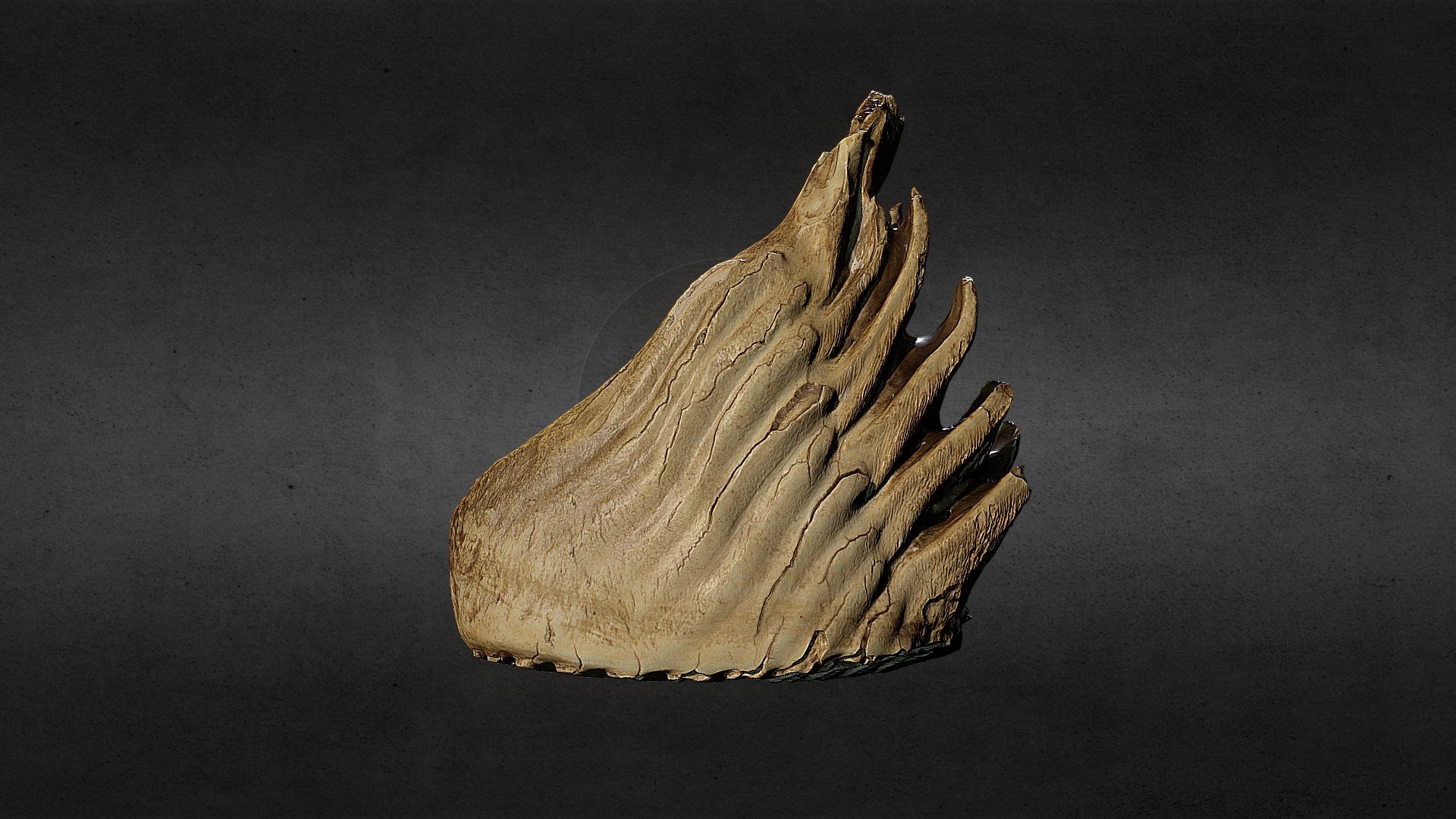 Asian elephant tooth - date unknown - 3D model by Maritime Archaeology ...