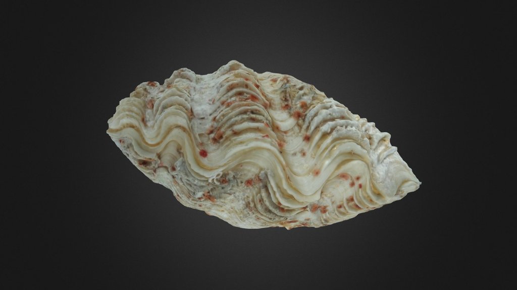 Maxima Clam Shell - 3D model by KW3D [d618559] - Sketchfab
