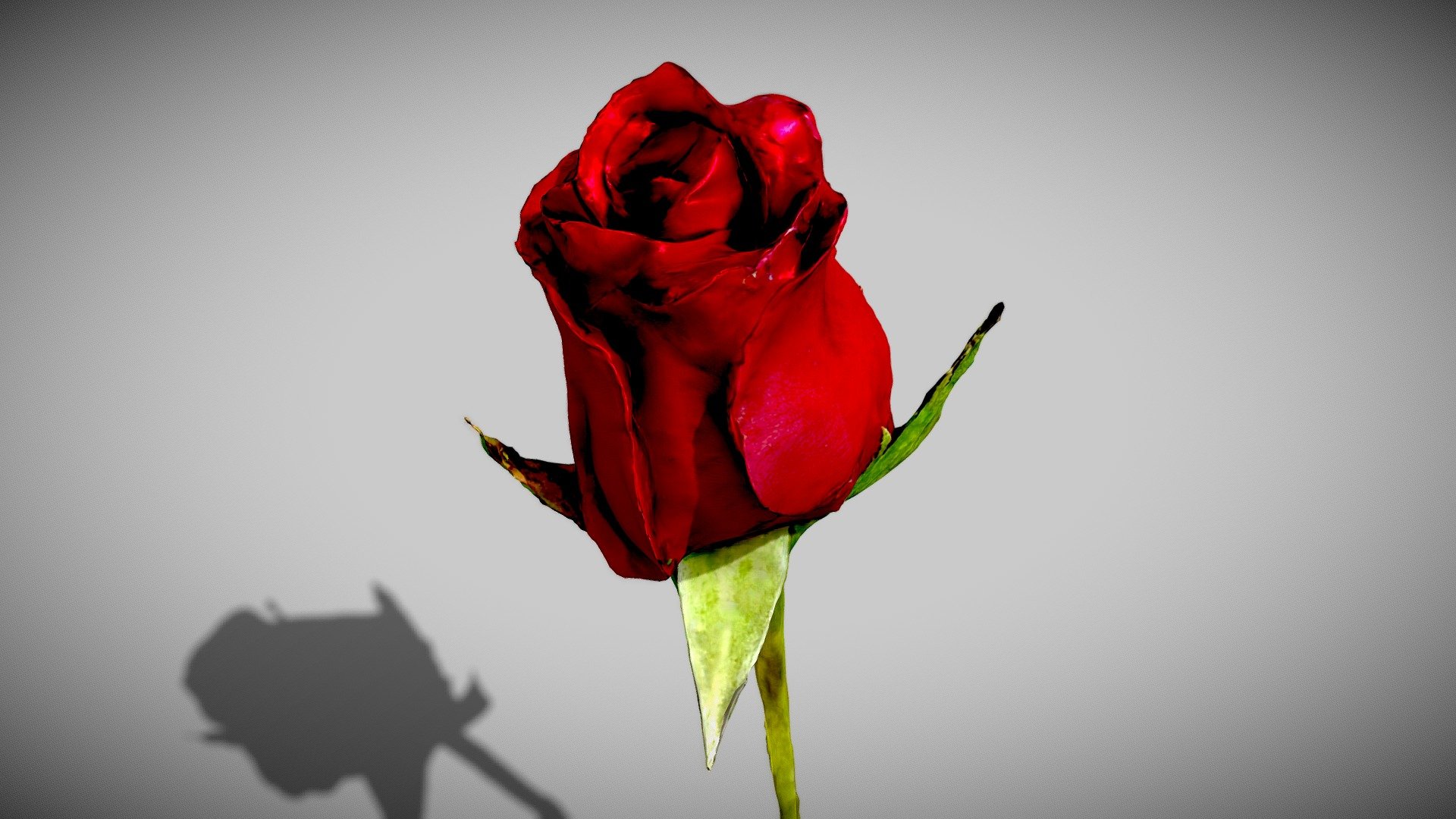 Rose scan for Valentine's Day 2023 - Download Free 3D model by Austin ...