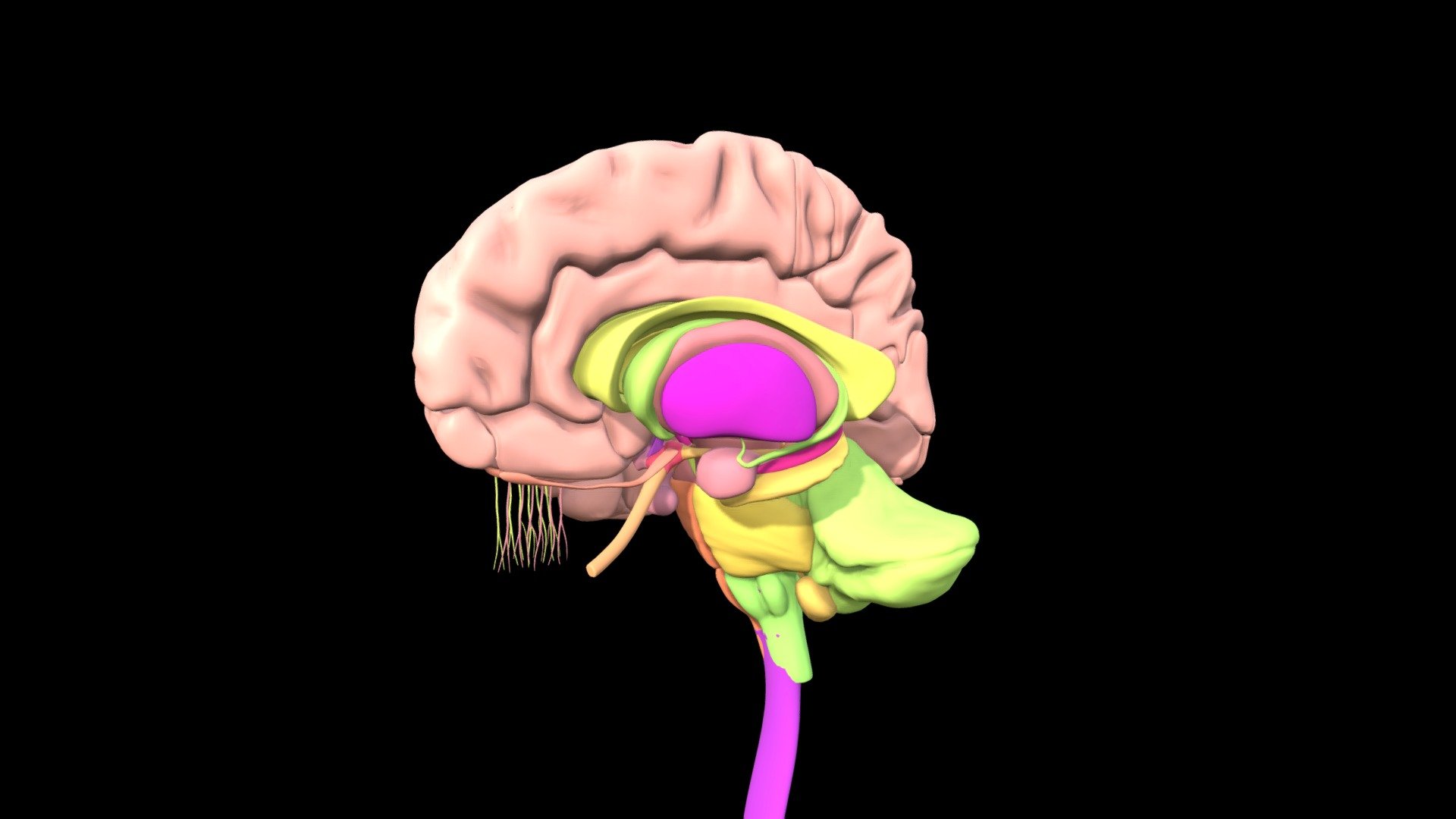 Anatomy of the Brain (+labels) - 3D model by Friso Jansen (@frisojansen ...