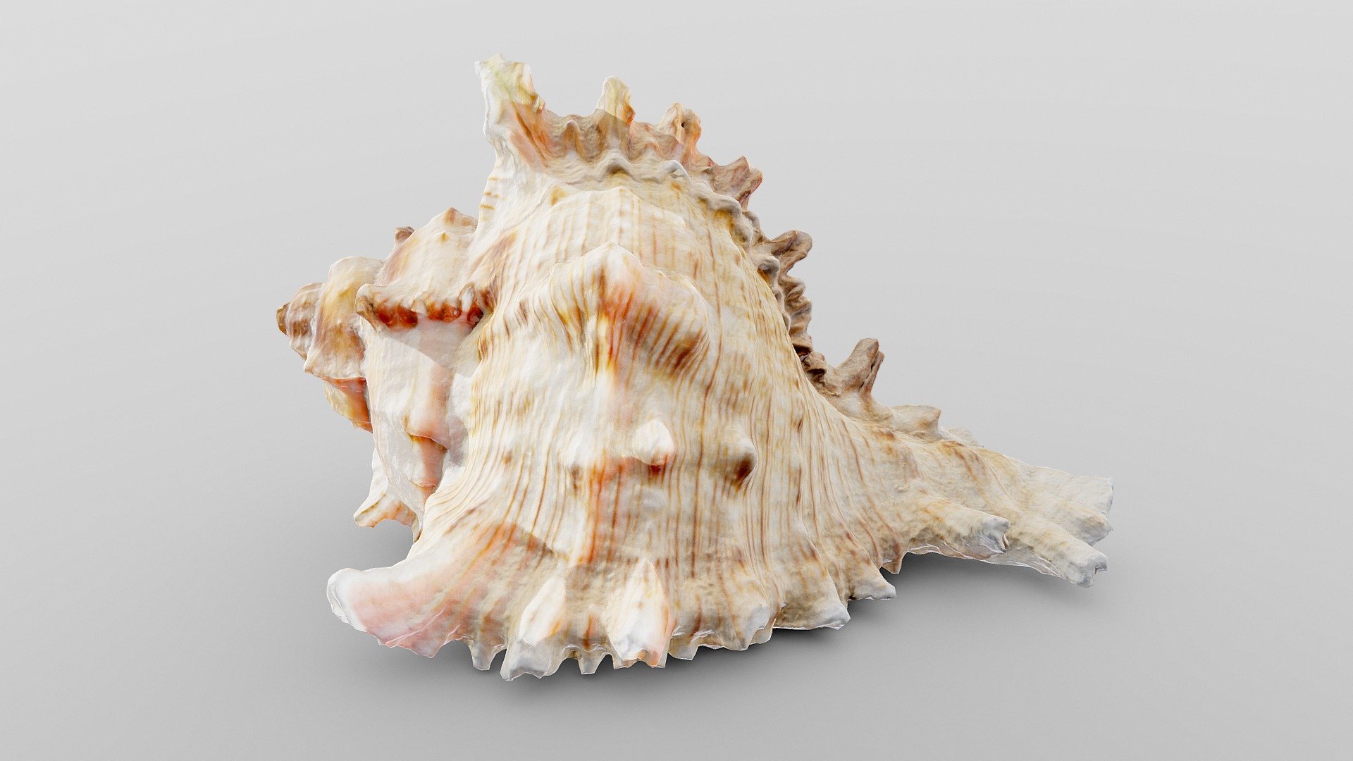 Small Murex Sea Shell - Buy Royalty Free 3D model by Drakery [d6227d3 ...