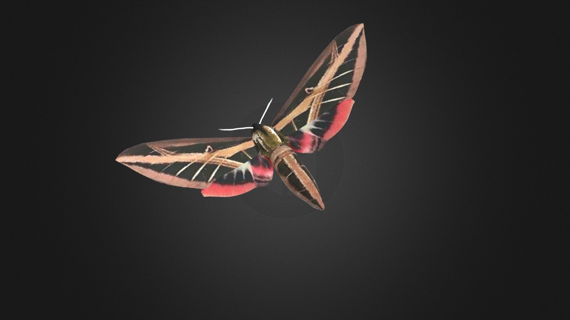 Banded sphinx moth - Download Free 3D model by butterflybliss (@ZorDob) [d623ead] - Sketchfab